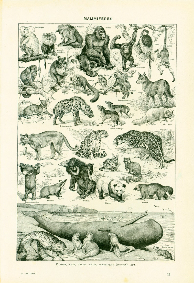 1948 Antique Animal Print, Whales, Cheetah, Lynx, Mammals Antique ...
