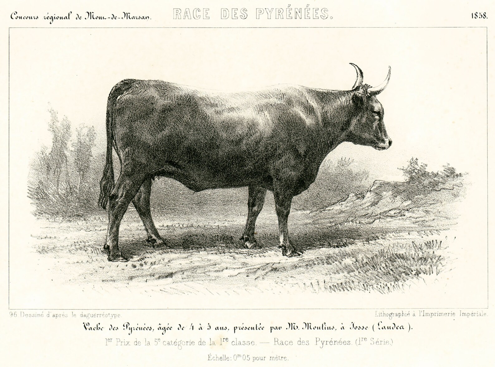 1858 Bearnaise Gascon Cattle Bull Antique Cow Breeds Print - Etsy