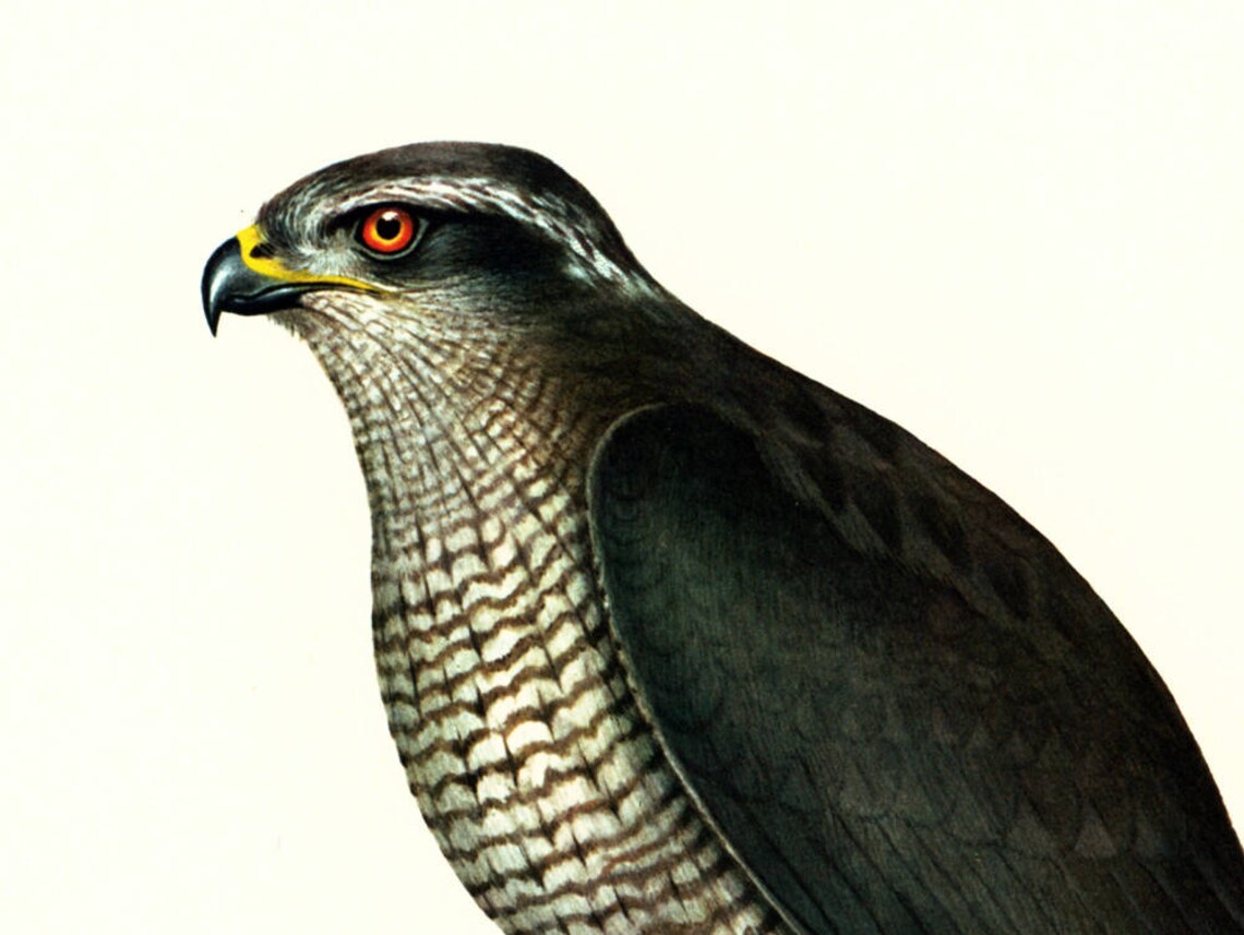 1961 Northern Goshawk Print Vintage Bird of Prey Illustration ...