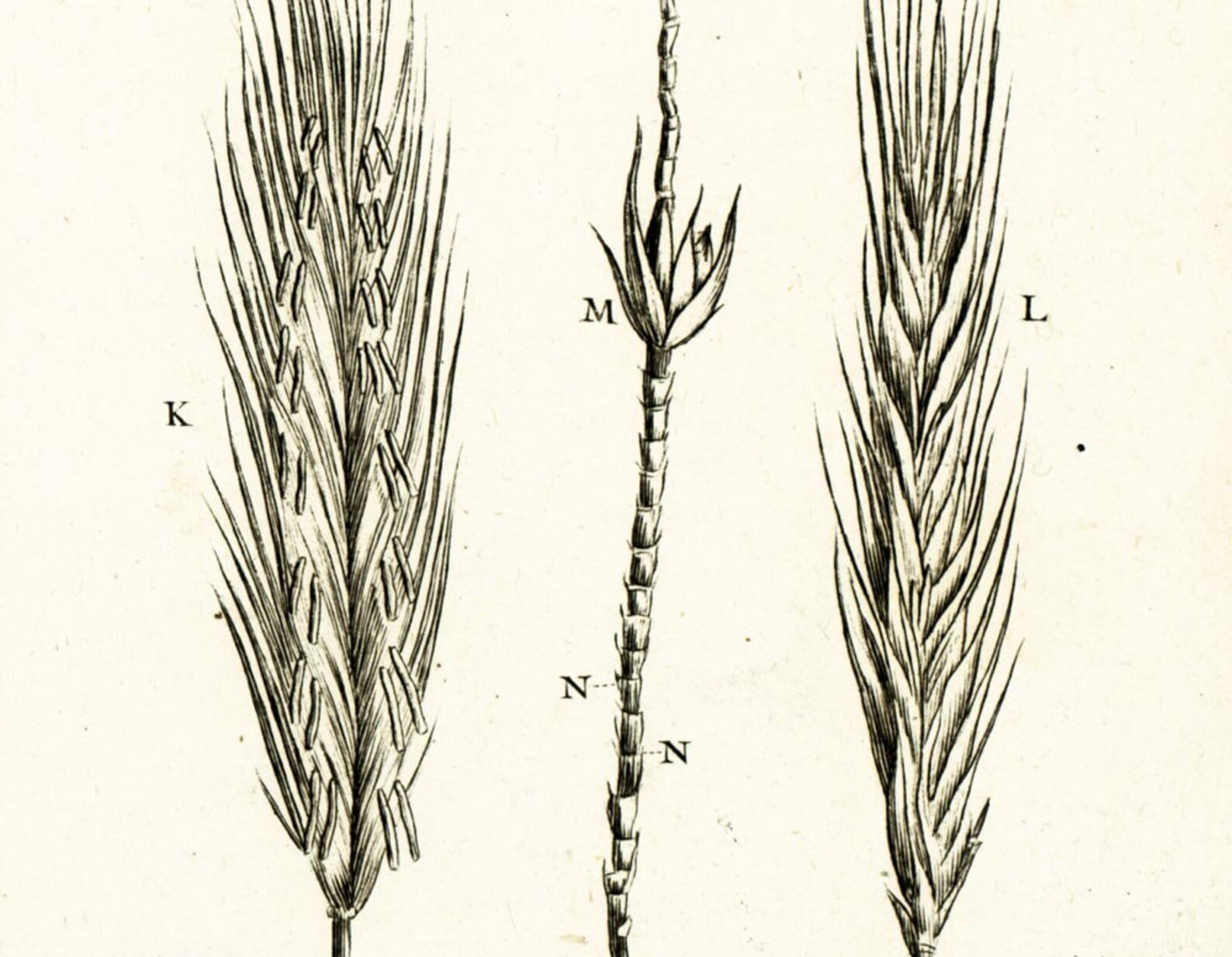 1797 Antique Rye Print Corn Cereal Grain Botanical Farming Agriculture ...