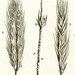 1797 Antique Rye Print Corn Cereal Grain Botanical Farming Agriculture ...