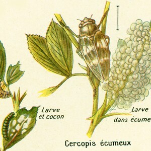 1922 Antique Print of Lucerne Diseases, Alfalfa Pathology, Insect ...