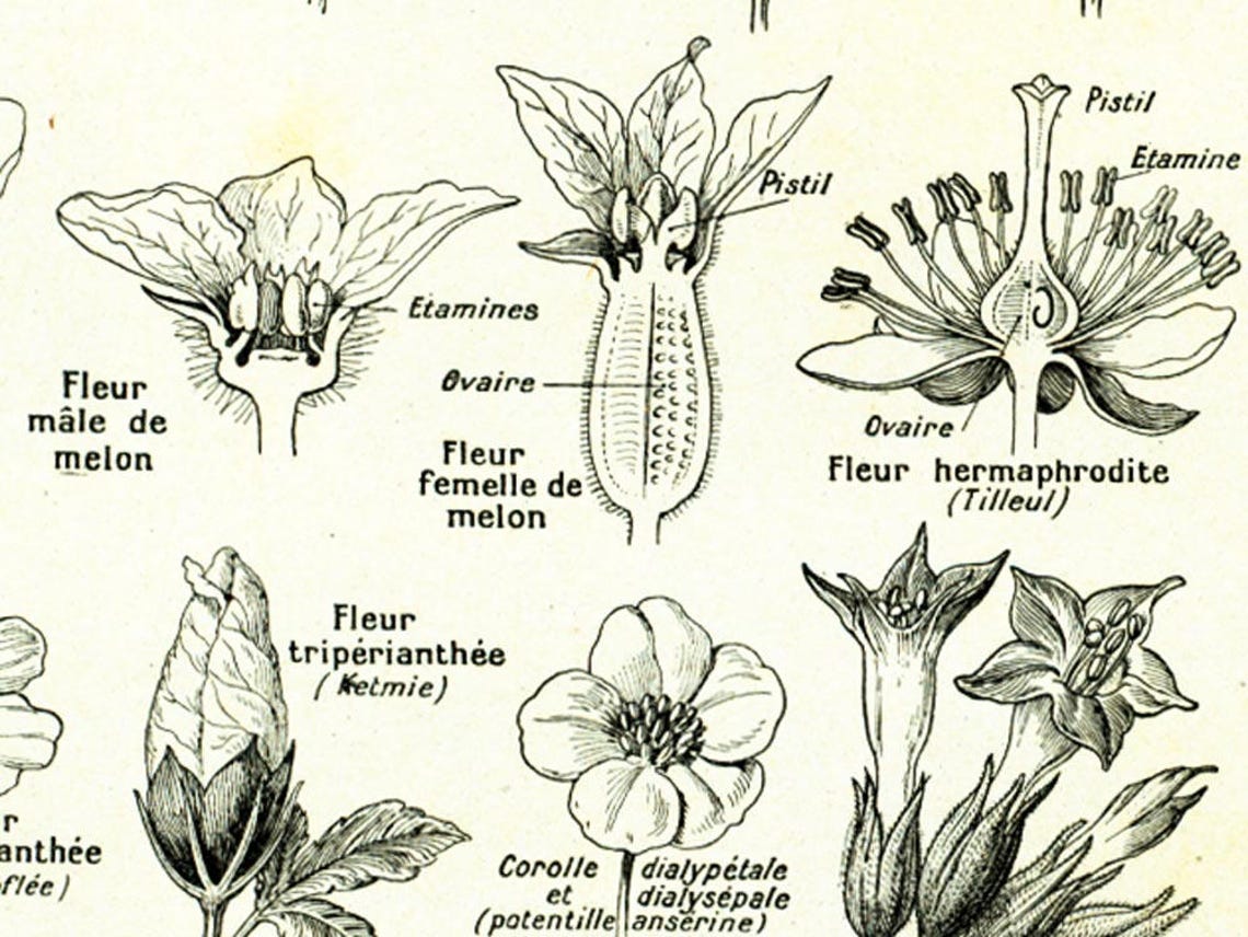 1922 Anatomie d'une fleur Botanique Physiologie Structure - Etsy Canada
