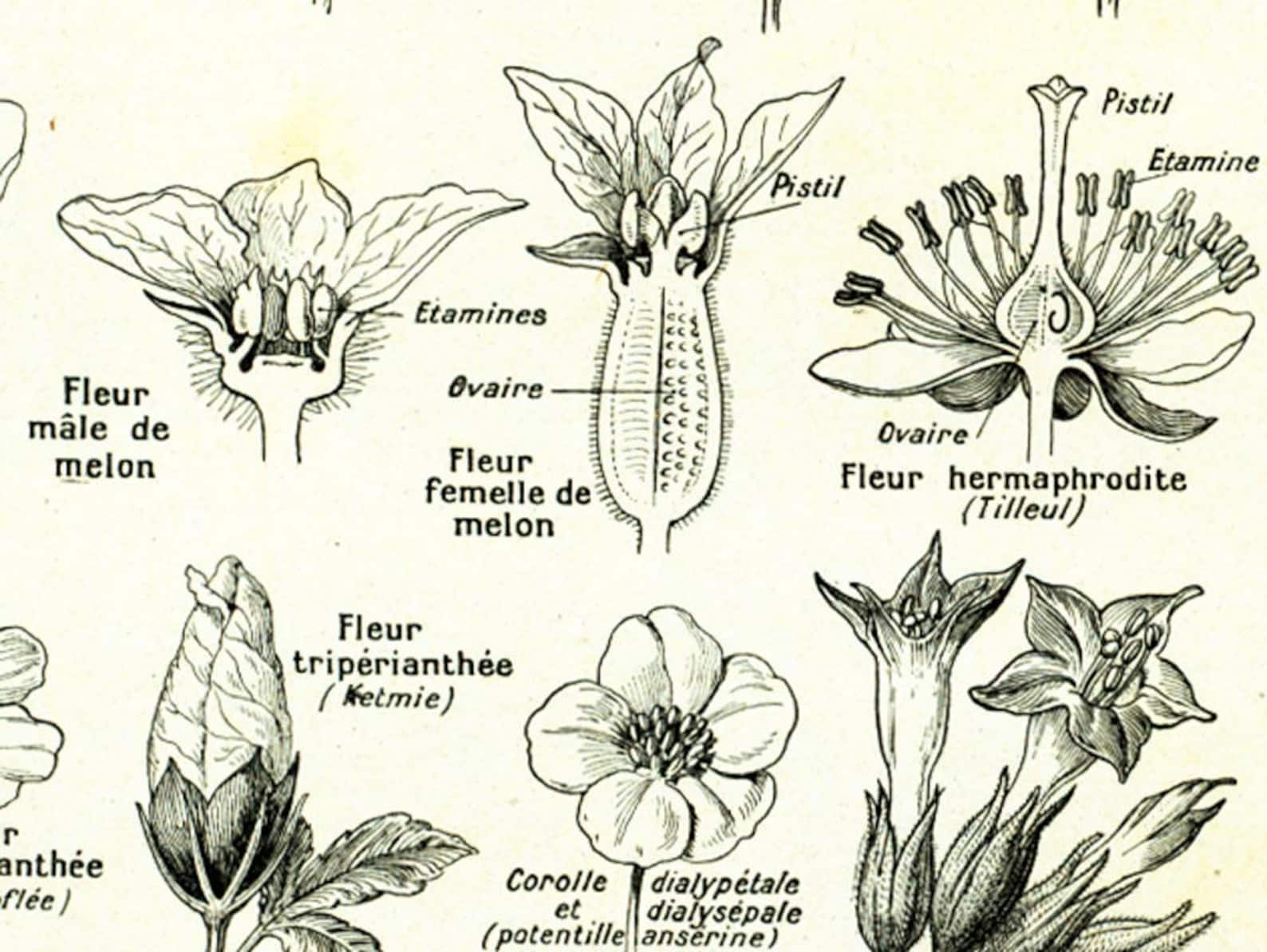 1922 Anatomie d'une fleur Botanique Physiologie Structure - Etsy France