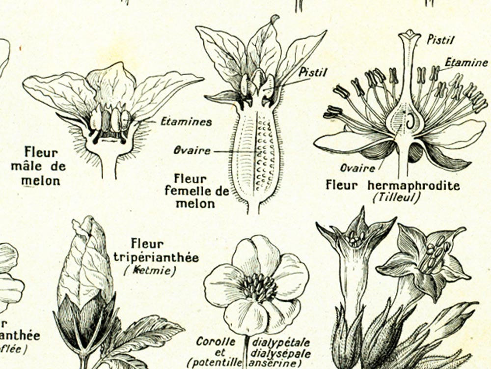 1922 Plant Anatomy Antique Flowers Print Type of - Etsy