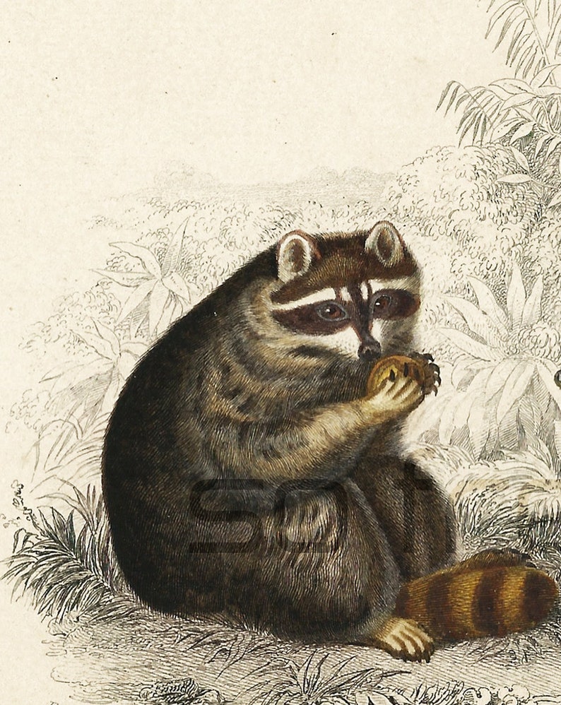 1861 Racoon Engraving Antique Animal Print Drawing Racoon - Etsy