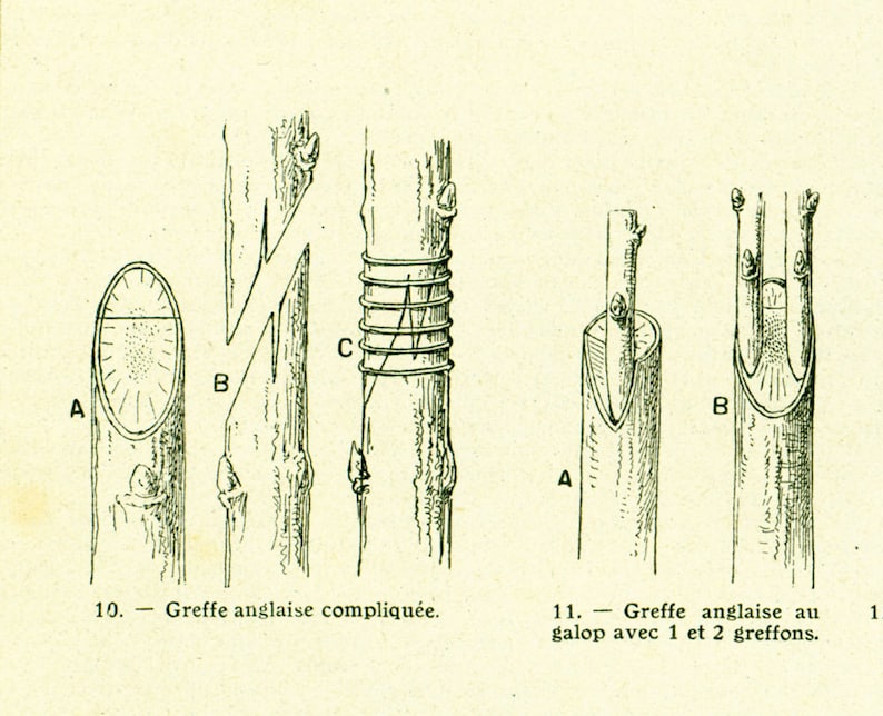 1922 Art du greffage. Principales sortes de greffes. | Etsy