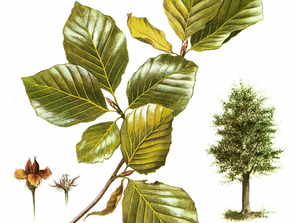 1967 Common Beech Tree Print Vintage Botanical Illustration - Etsy