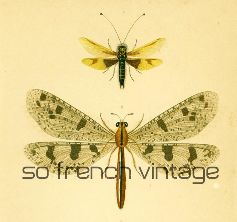 1861 Dragonfly Antique Engraving Hand Colored Original Antique | Etsy