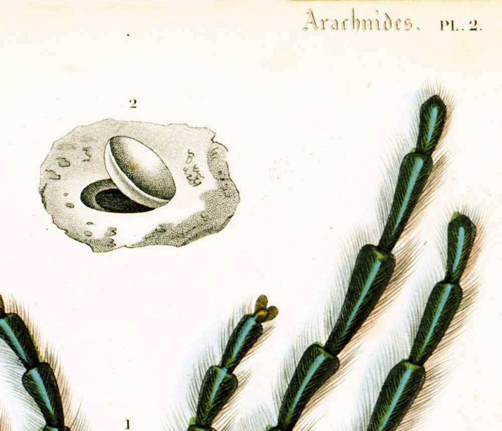 1861 Mygale Tarentula Spider Original Print by Ch. Orbigny | Etsy