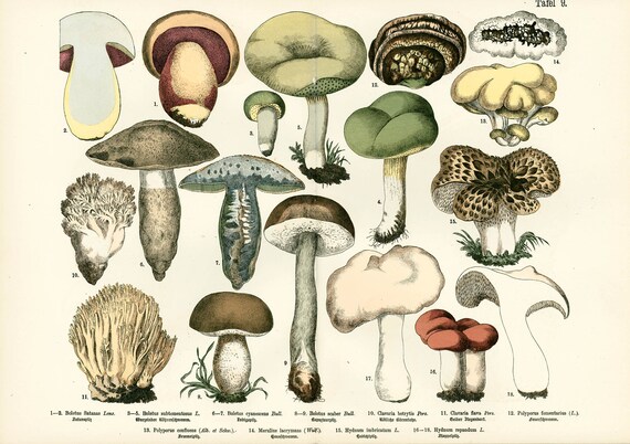 1885 Coral Fungi Bolete Print Hydnoid Fungi Poisonous Edible - Etsy ...