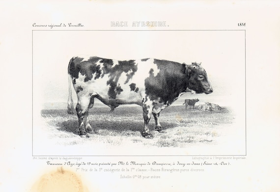 Cattle Identification Chart