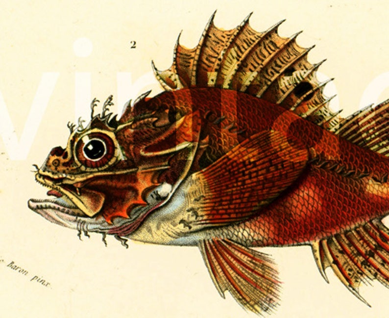 1861 Poissons Rascasse Grondins Gravure Ancienne Orbigny | Etsy