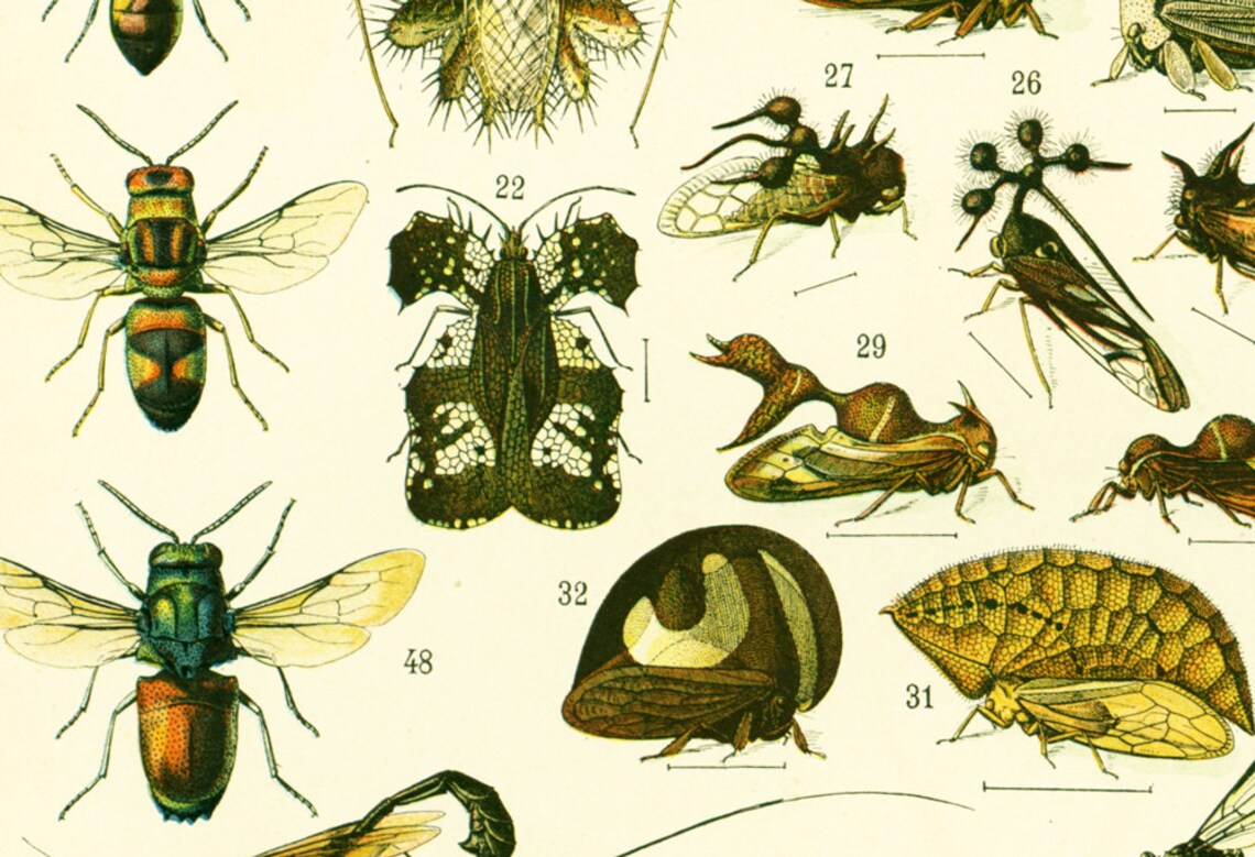 1897 Insectes Planche Originale Cigales Nouveau Larousse illustré Grand ...