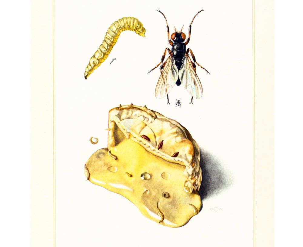 1960 Vintage Cheese Fly Print. Fly Illustration. Piophila Casei. Insect ...