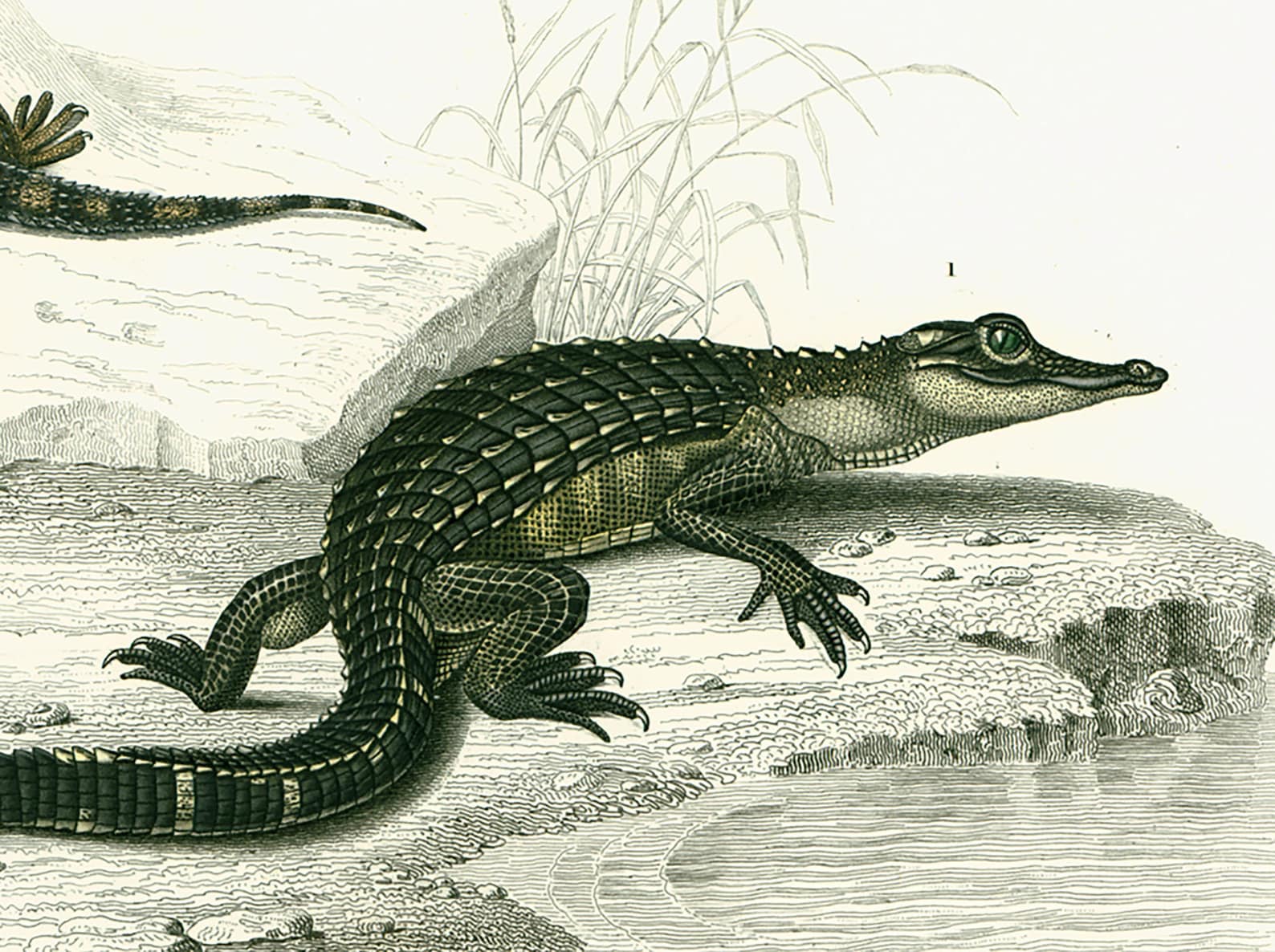 1861 Reptiles, Alligator Antique Engraving, Authentic Antique Print ...