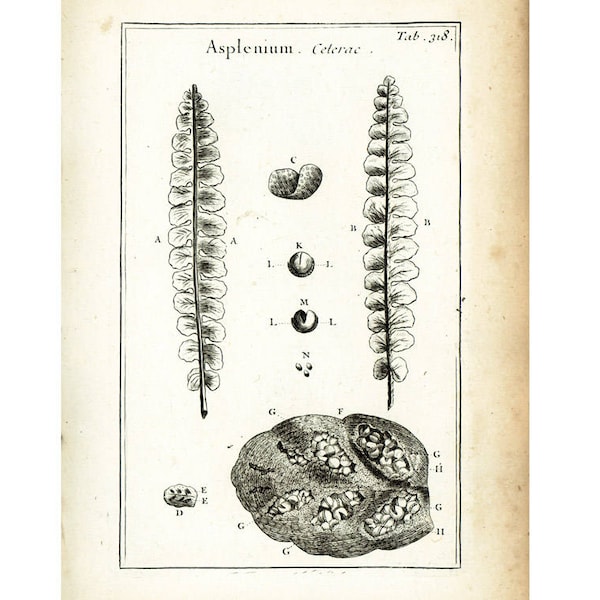 Botanical Home Decor - Etsy