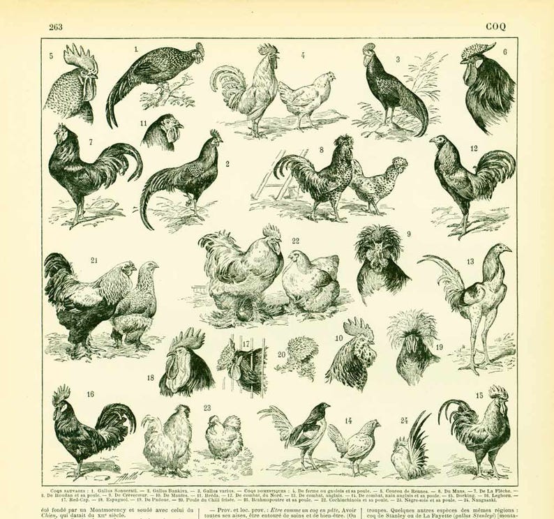 1897 Antique Chicken Breeds Print Original Larousse | Etsy
