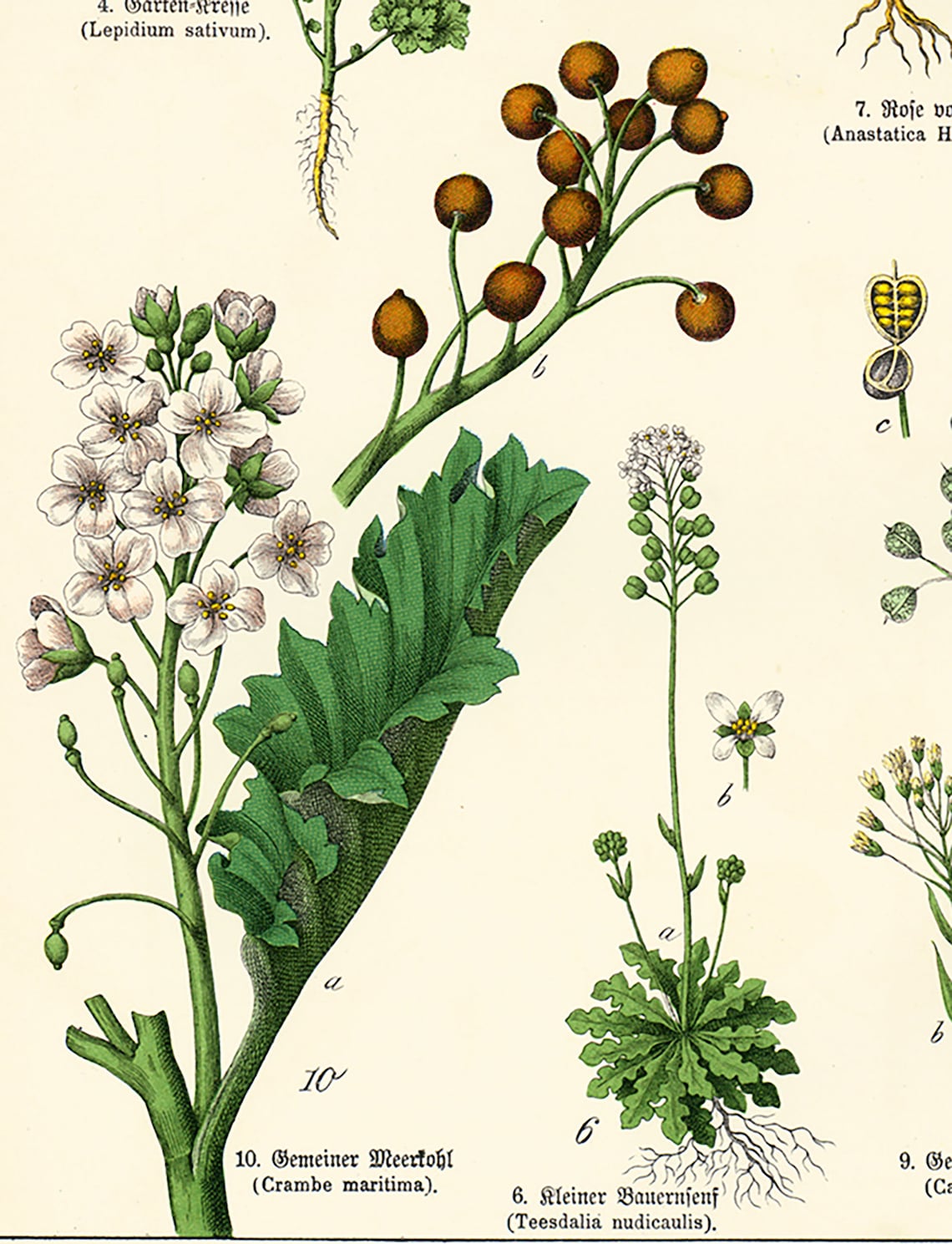 1869 Brassicaceae Cruciferae Cabbage Cress Honesty Family Flower Chart ...