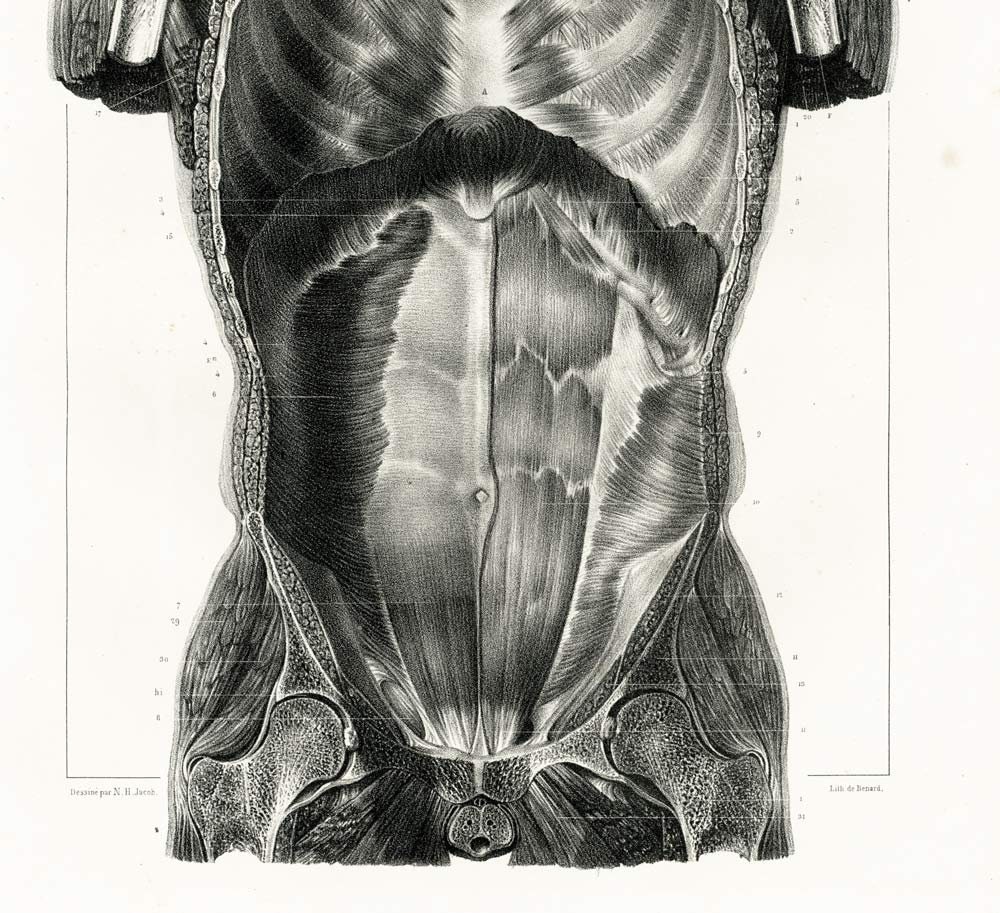 1831 Dessin Thorax Tronc Humain Diaphragme Sternum Clavicules | Etsy France