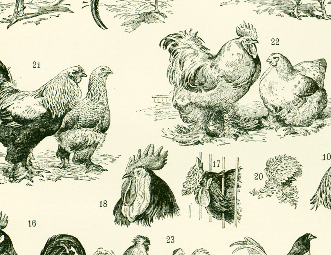 1897 Antique Chicken Breeds Print Original Larousse - Etsy