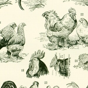 1897 Antique Chicken Breeds Print Original Larousse | Etsy
