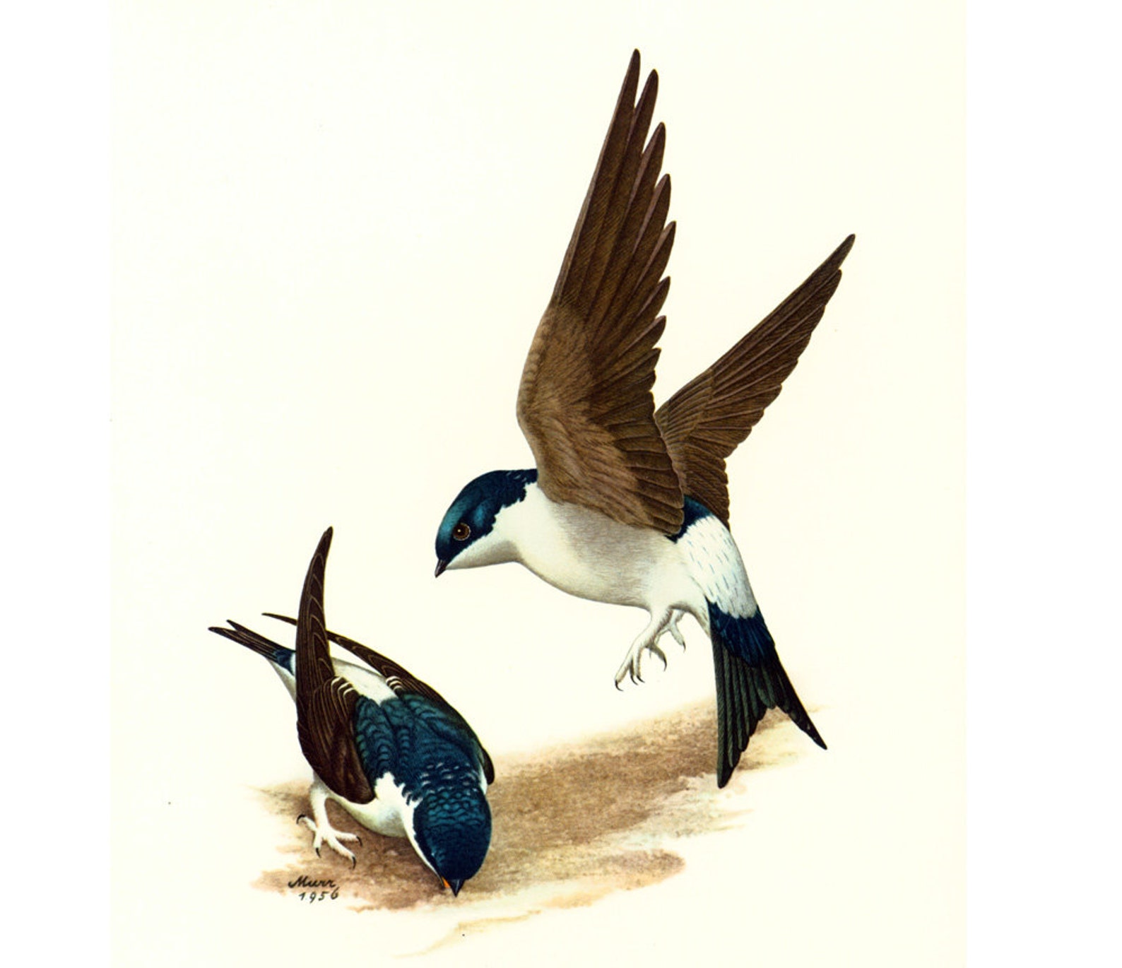 1969 Swallow House martin vintage illustration Bird Print | Etsy