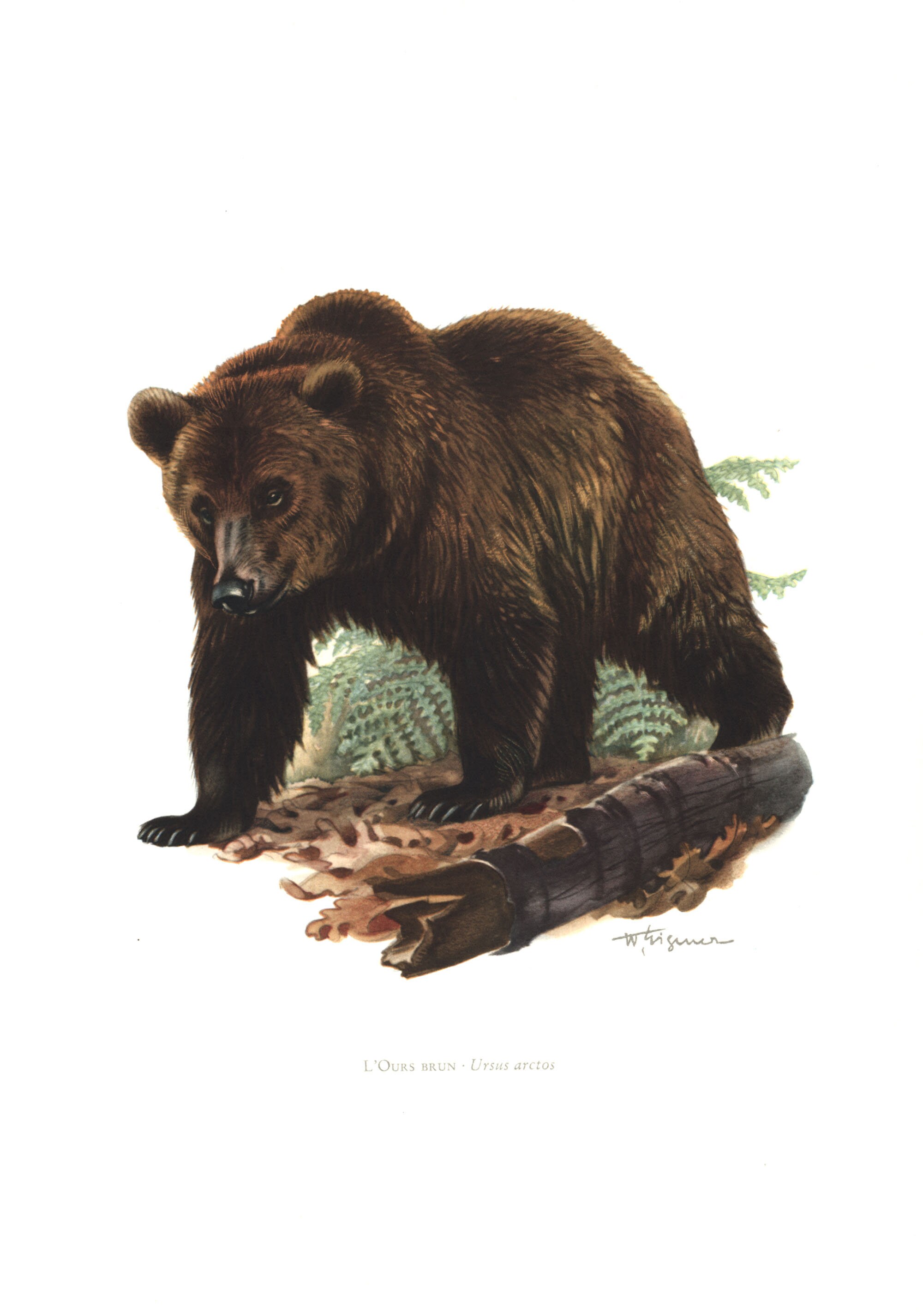 Brown Bear Painting