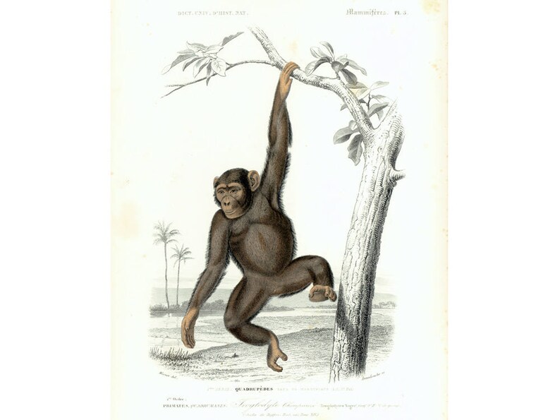 1861 Monkey Chimpanzee Original Antique Print Zoology | Etsy