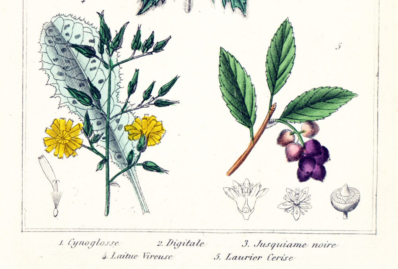1872 Purple Foxglove Houndstongue Black Henbane Laurel Antique | Etsy