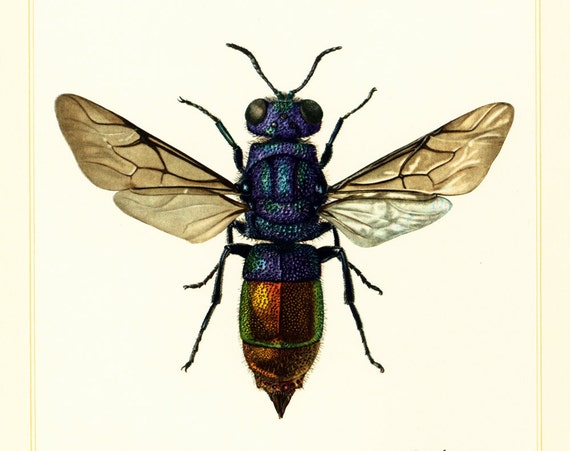 Wasp Scientific Illustration