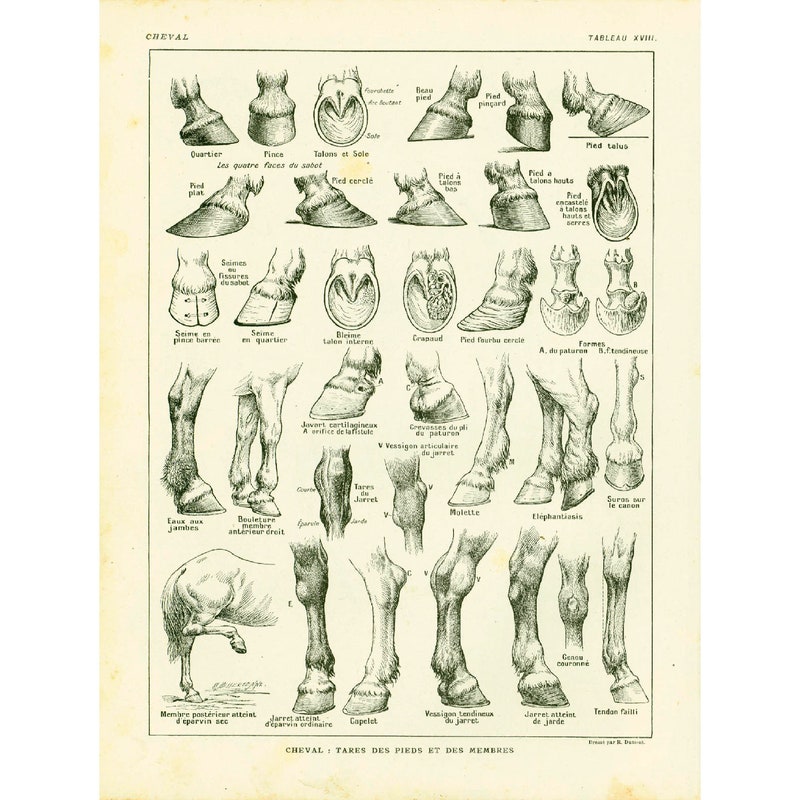 Hoof Prints - Etsy