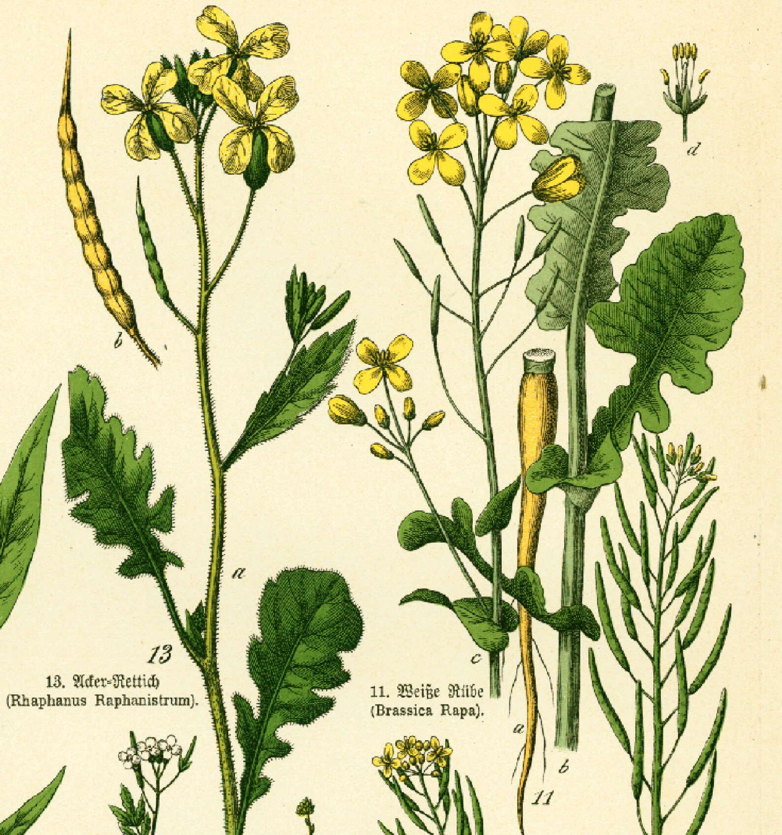1869 Brassicaceae Cruciferae Cabbage Cress Brassica Rapa Family Flower ...