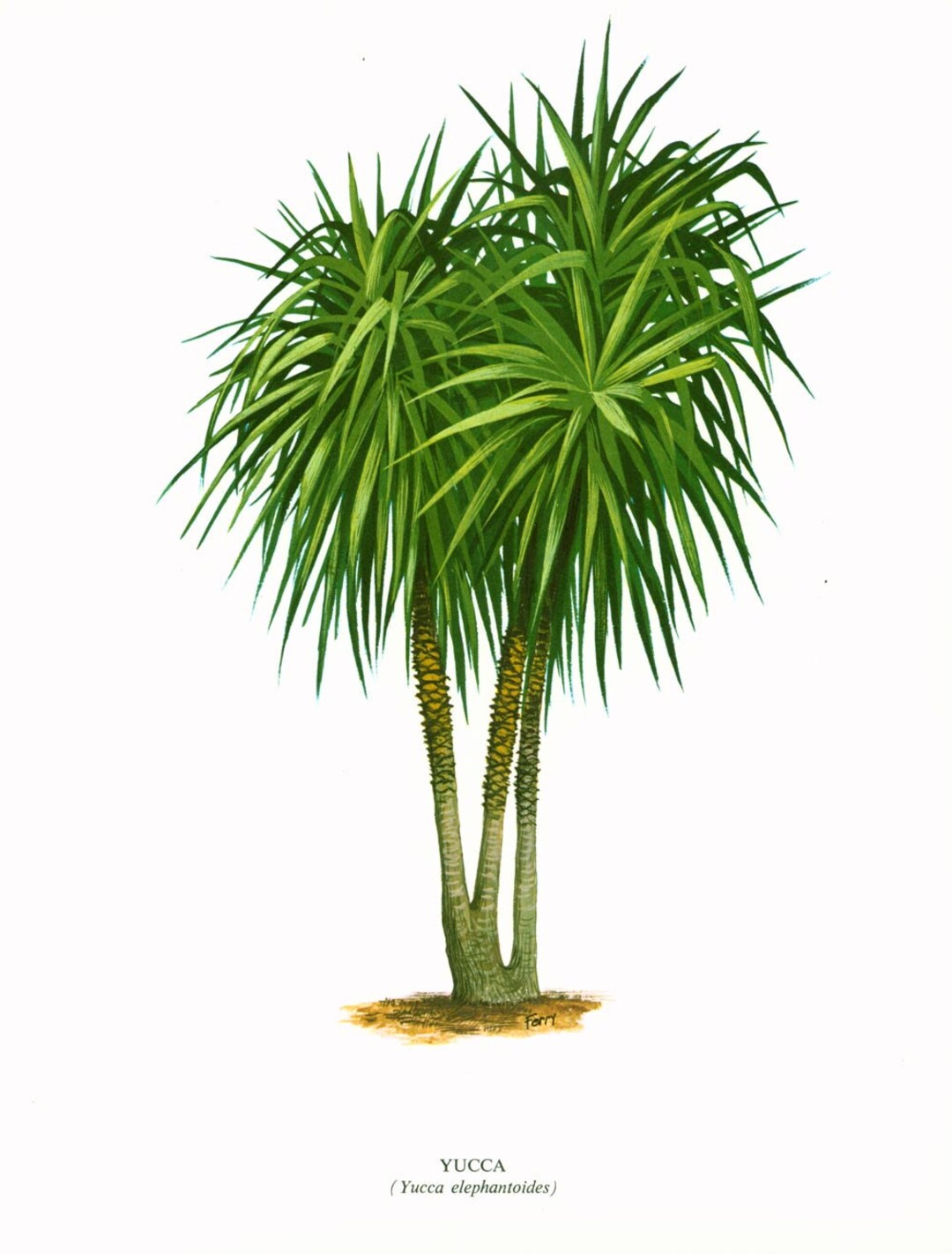 1967 Giant Yucca Print Wall Art Botanical Flower Print Desert Home ...