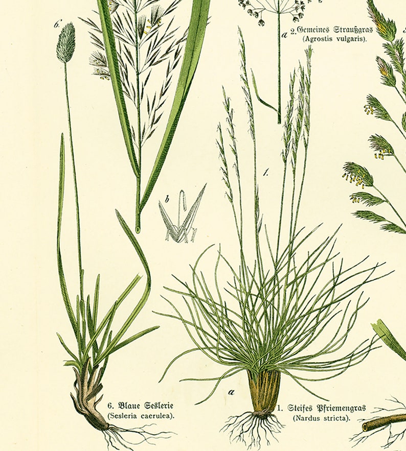 1869 Phleum Bentgrass Milletgrass Antique Cereal Grain Grass - Etsy