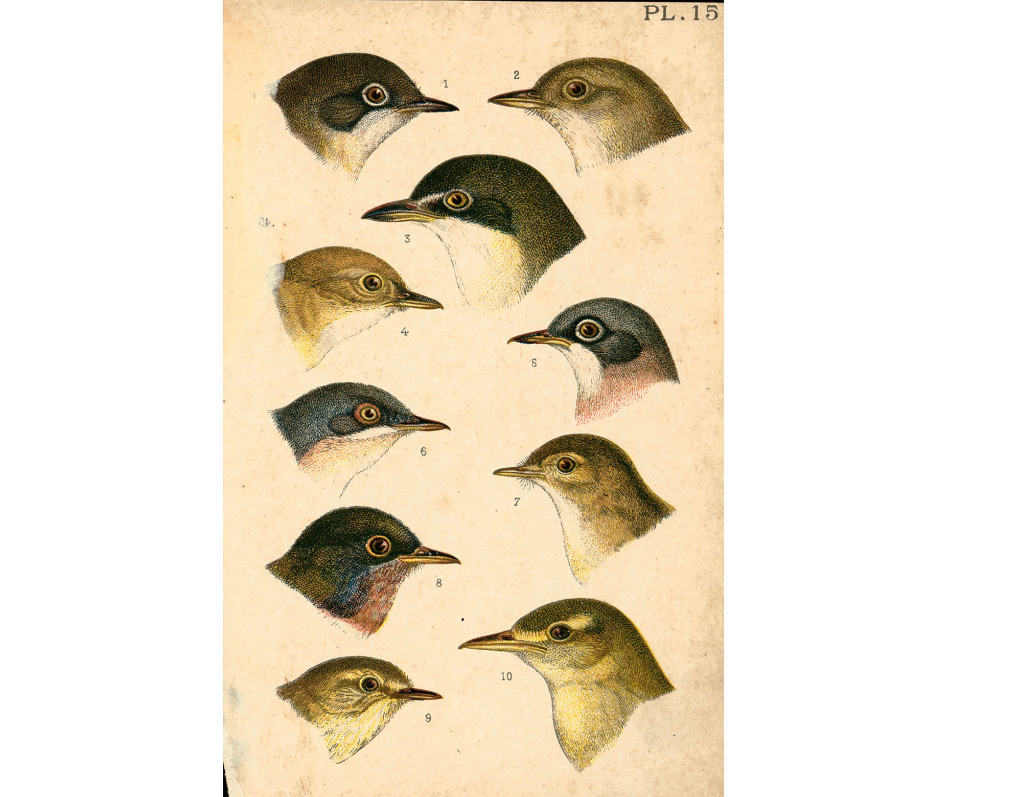 Victorian bird chart - Etsy México