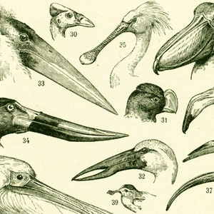 1897 Antique Print of Bird Beaks, Original Lithograph, Old Engraving ...