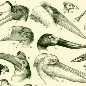 1897 Antique Print of Bird Beaks, Original Lithograph, Old Engraving ...