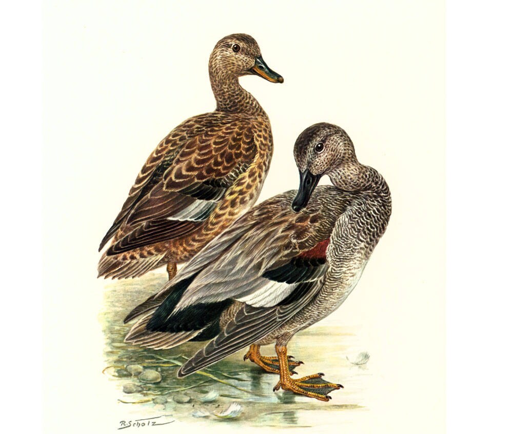 1969 Vintage Gadwall Dabbling Duck Print Duck Illustration - Etsy