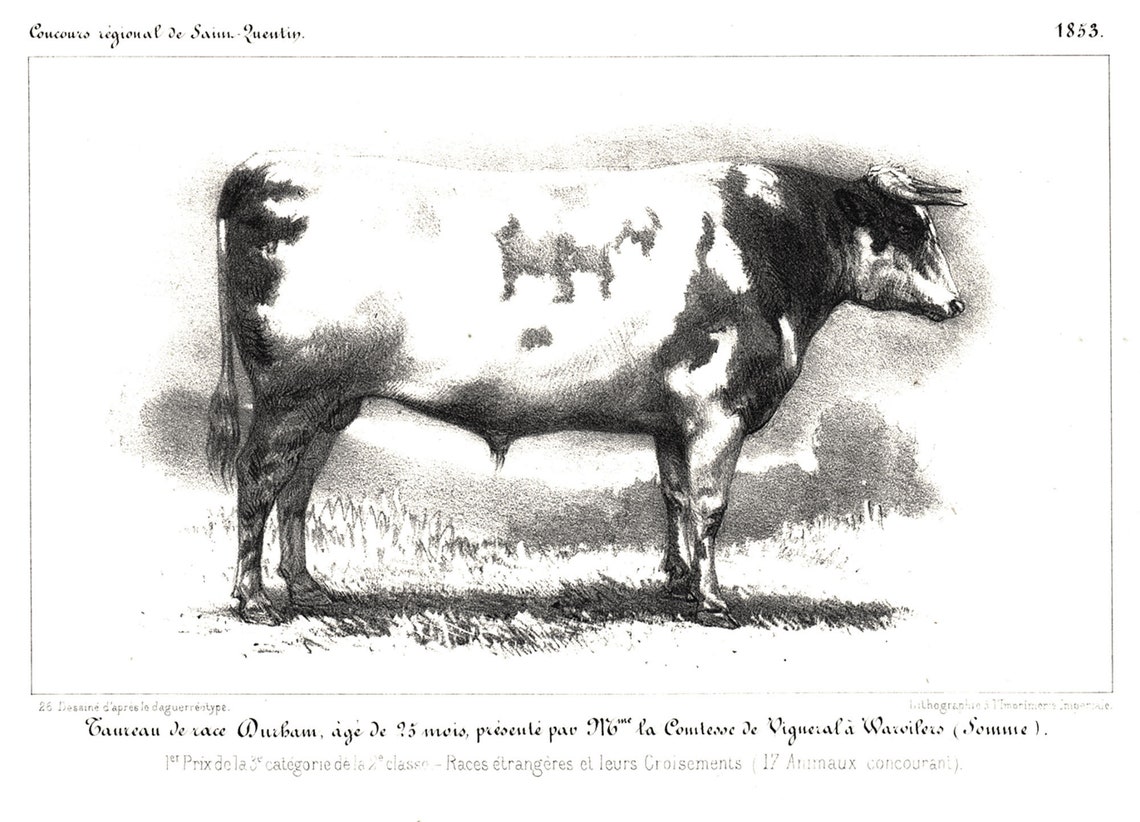 1853 Durham Bull Antique Cow Breeds Print Taurine Beef Cattle Farming ...