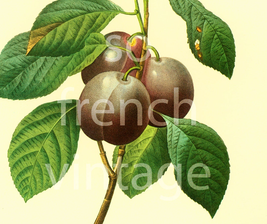 1983 Prune Royale Prunus domestica Pierre Joseph REDOUTE Botanique ...