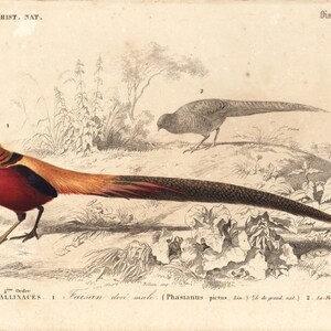 1861 Golden Pheasant, Antique Engraving, Hand Colored Original Antique ...