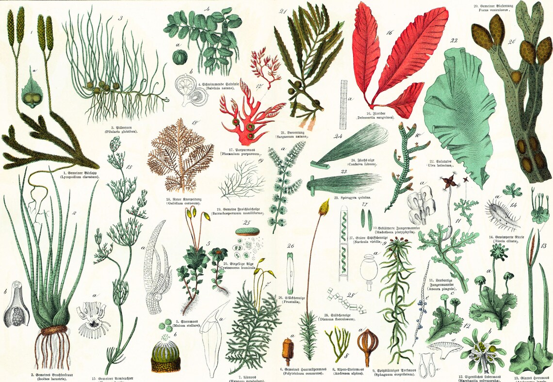 1869 Authentic Antique Algae Mosses Print Taxonomy Botanical - Etsy