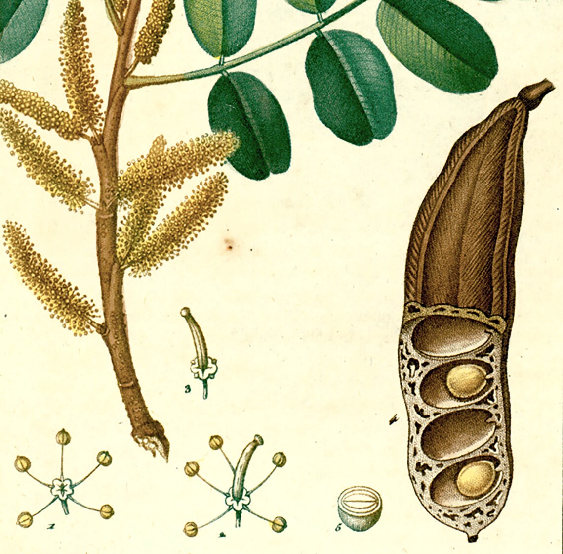 1814 Antique Carob Tree Print Medicinal Plant Botanical Botany Print ...
