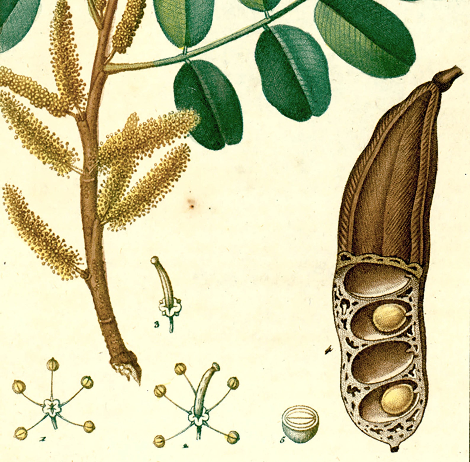 1814 Antique Carob Tree Print Medicinal Plant Botanical Botany - Etsy