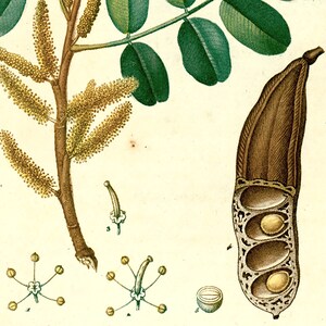 1814 Antique Carob Tree Print Medicinal Plant Botanical Botany Print ...