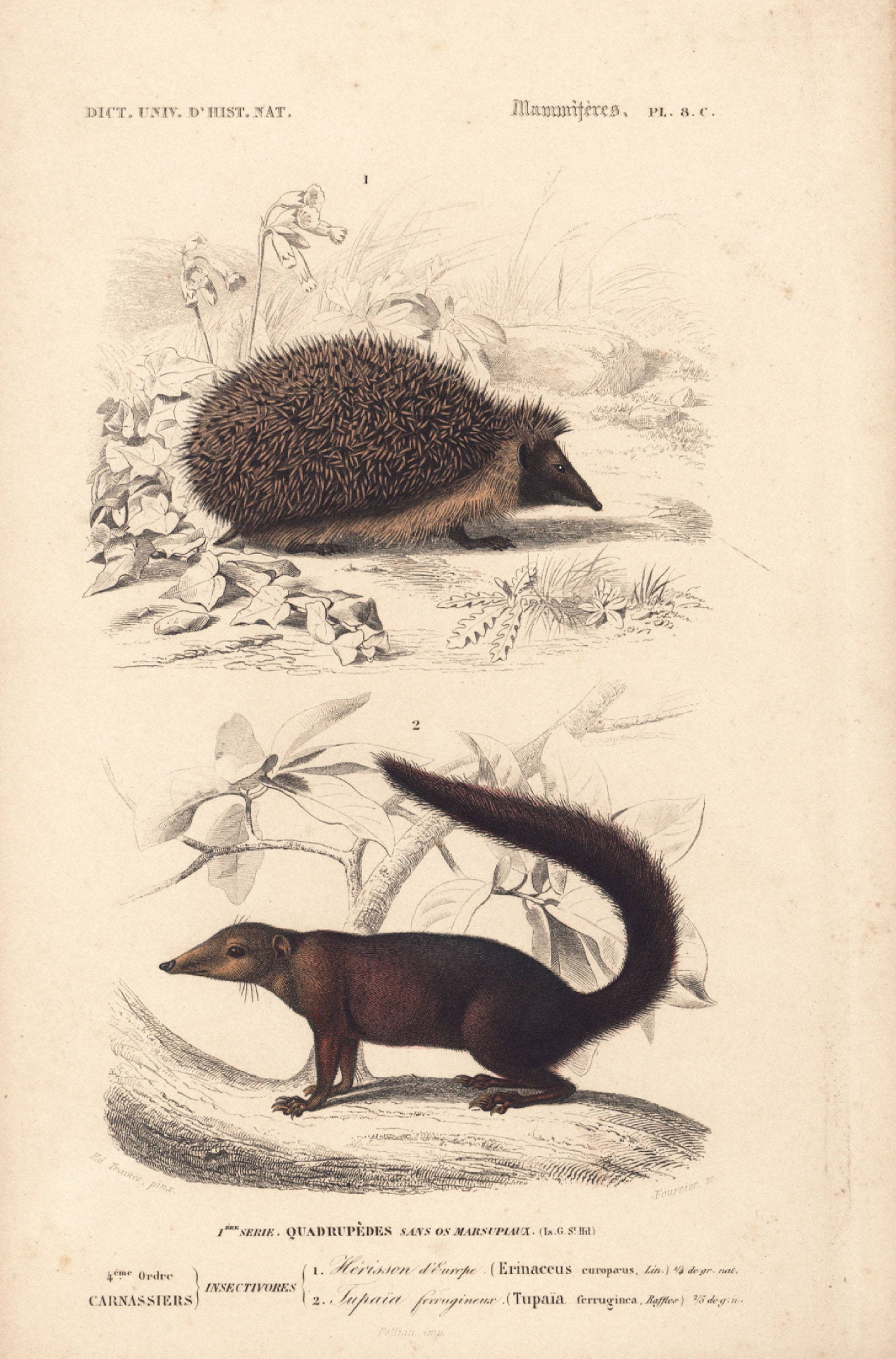 1861 Hedgehog Antique Engraving Hand Colored Original - Etsy