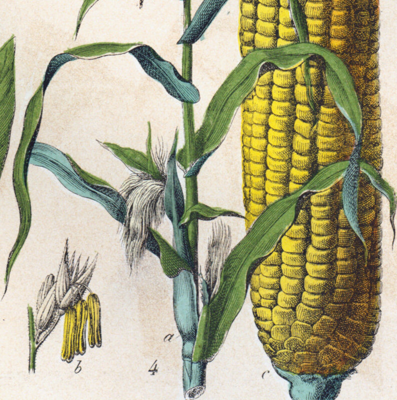 1869 Zea Grass Teosinte Maize Beadfruit Boxwood Buxus Nettles Typha Cattail Aquatic Plant