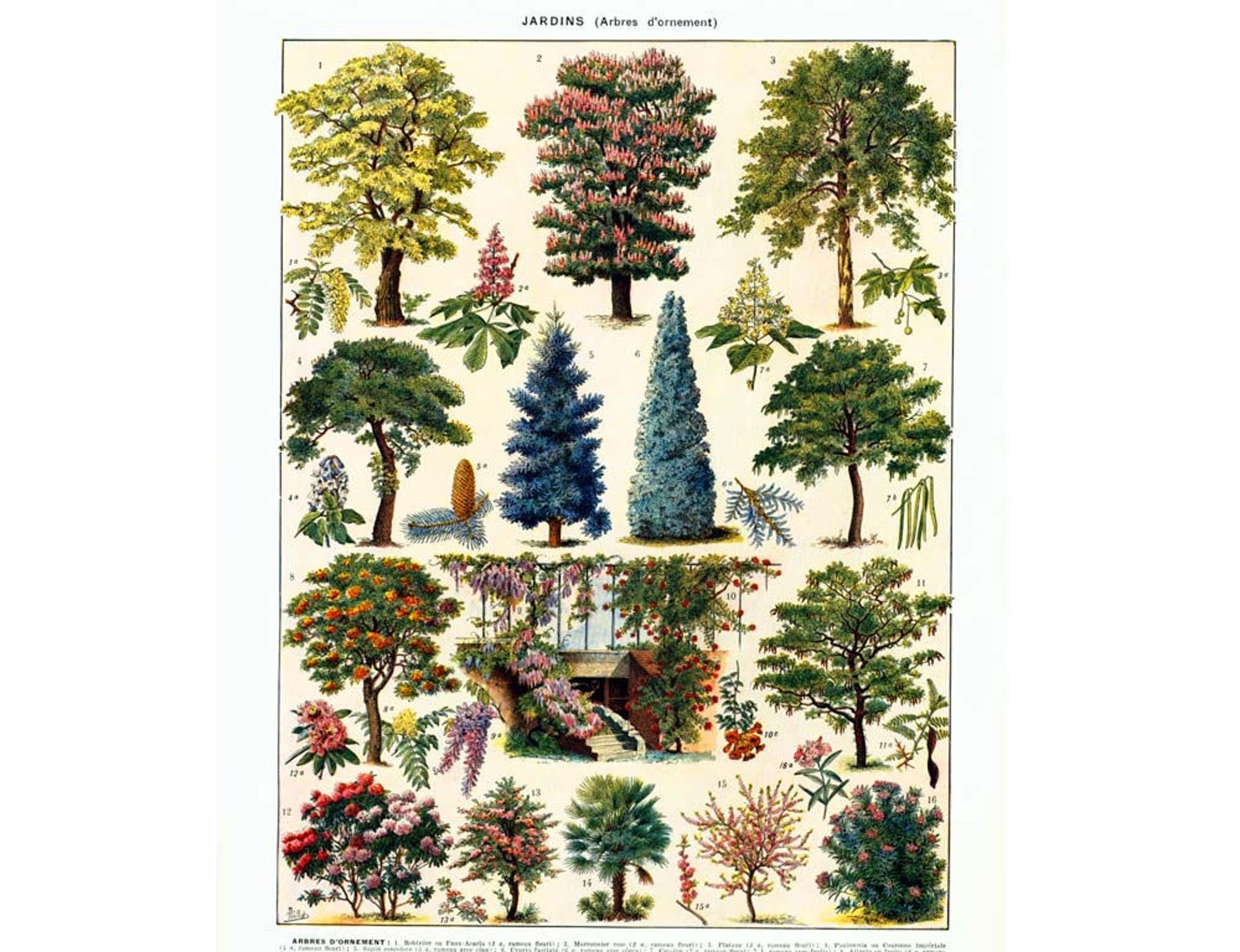 1933 Vintage Trees Print. Garden Trees. Antique Ornamental - Etsy