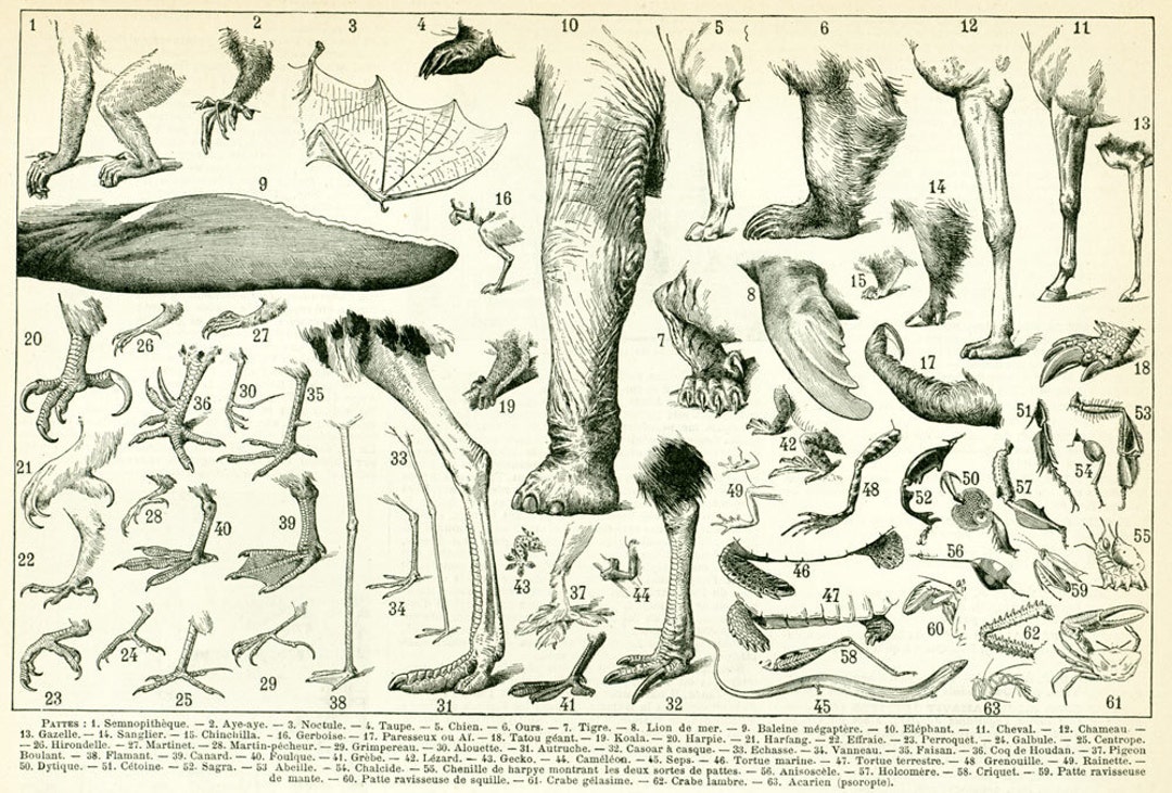 1897 Les différents types de Pattes. Zoologie. Histoire Naturelle ...